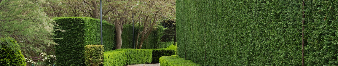 Coniferen | Tuinplantenwinkel.nl