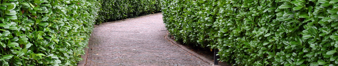 Laurierhaag | Tuinplantenwinkel.nl